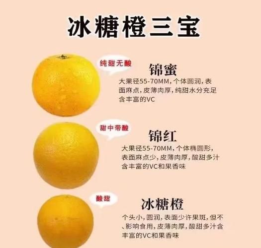 麻阳冰糖橙哪里正宗_麻阳冰糖橙为什么甜-第2张图片-山城妙识