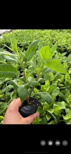 降糖草是什么_降糖草怎么用效果最好-第1张图片-山城妙识 降糖草是什么_降糖草怎么用效果最好-第1张图片-山城妙识