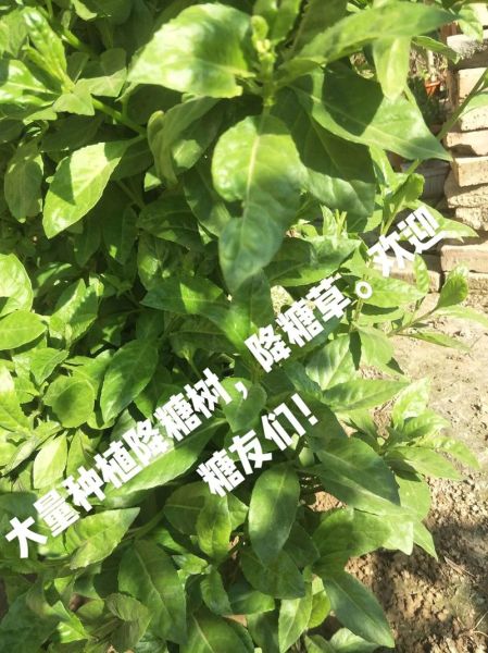 降糖草是什么_降糖草怎么用效果最好-第2张图片-山城妙识 降糖草是什么_降糖草怎么用效果最好-第2张图片-山城妙识