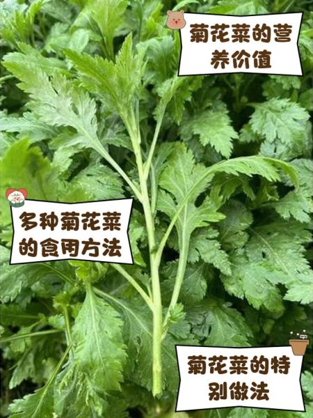 菊花头菜的功效与禁忌_怎么吃才安全-第1张图片-山城妙识 菊花头菜的功效与禁忌_怎么吃才安全-第1张图片-山城妙识