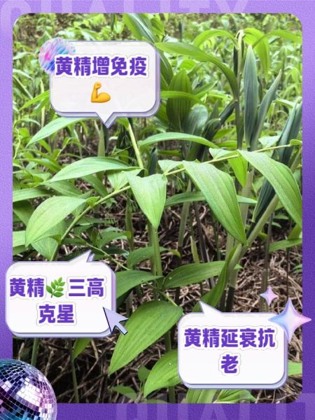 黄精的功效与作用及食用方法_黄精怎么吃效果最好-第3张图片-山城妙识 黄精的功效与作用及食用方法_黄精怎么吃效果最好-第3张图片-山城妙识