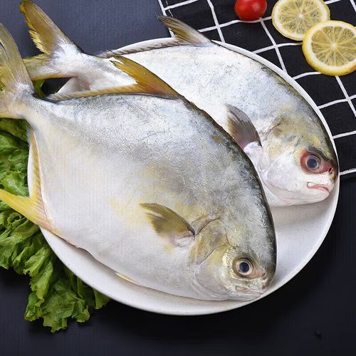 金昌鱼的营养价值_金昌鱼的功效与作用-第2张图片-山城妙识 金昌鱼的营养价值_金昌鱼的功效与作用-第2张图片-山城妙识