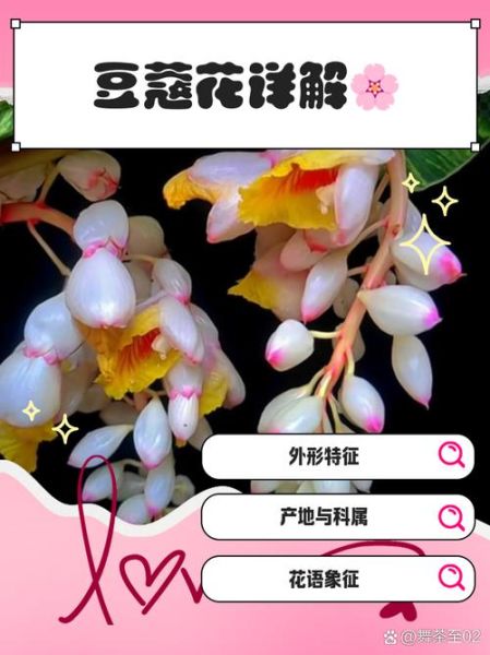 豆蔻花图片_如何辨别真假豆蔻花-第2张图片-山城妙识 豆蔻花图片_如何辨别真假豆蔻花-第2张图片-山城妙识