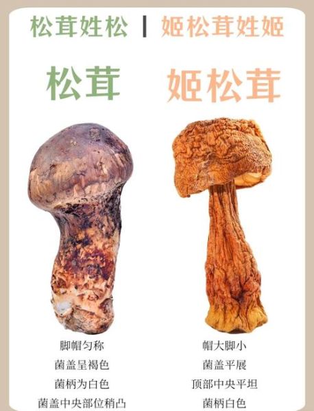 姬松茸对儿童的危害_儿童能吃姬松茸吗-第3张图片-山城妙识 姬松茸对儿童的危害_儿童能吃姬松茸吗-第3张图片-山城妙识