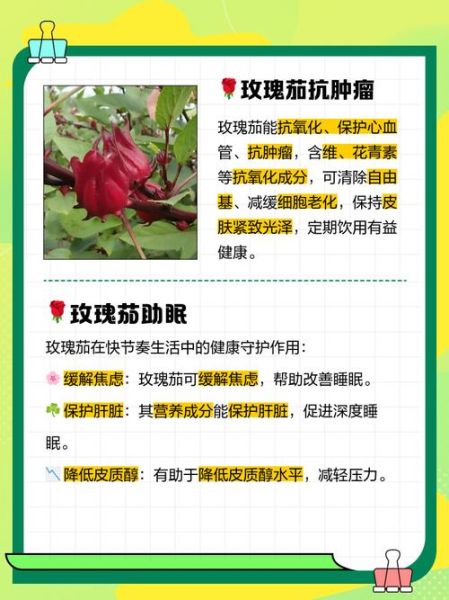 玫瑰茄怎么泡水喝_玫瑰茄的功效与作用-第2张图片-山城妙识