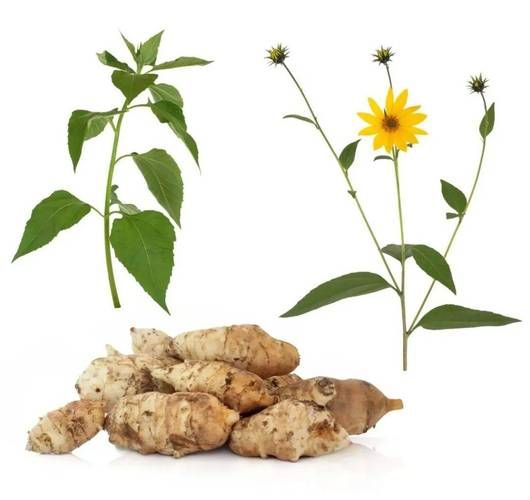 菊芋的功效与作用_菊芋能降血糖吗-第2张图片-山城妙识 菊芋的功效与作用_菊芋能降血糖吗-第2张图片-山城妙识