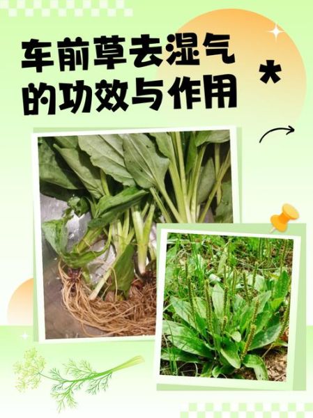 车前草去湿气配方_湿气重怎么调理-第2张图片-山城妙识 车前草去湿气配方_湿气重怎么调理-第2张图片-山城妙识