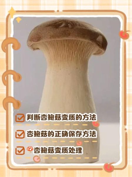 杏鲍菇怎么洗_杏鲍菇清洗的正确方法-第2张图片-山城妙识