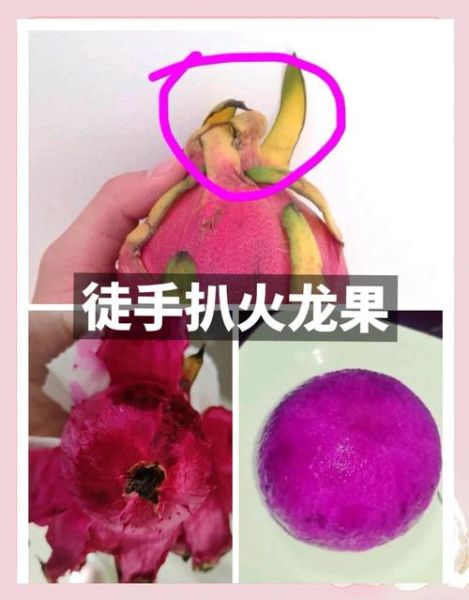 火龙果皮怎么吃图解_火龙果皮的功效与作用-第2张图片-山城妙识