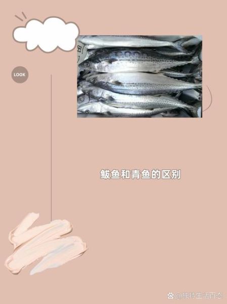 马鲛鱼是鲅鱼吗_马鲛鱼和鲅鱼的区别-第3张图片-山城妙识
