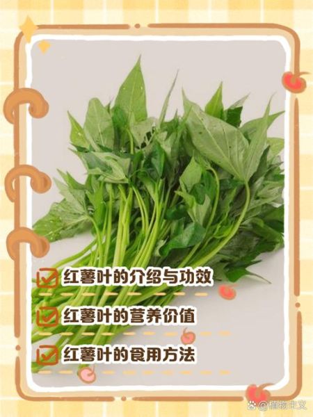 红薯叶的功效与作用_红薯叶怎么吃最营养-第3张图片-山城妙识