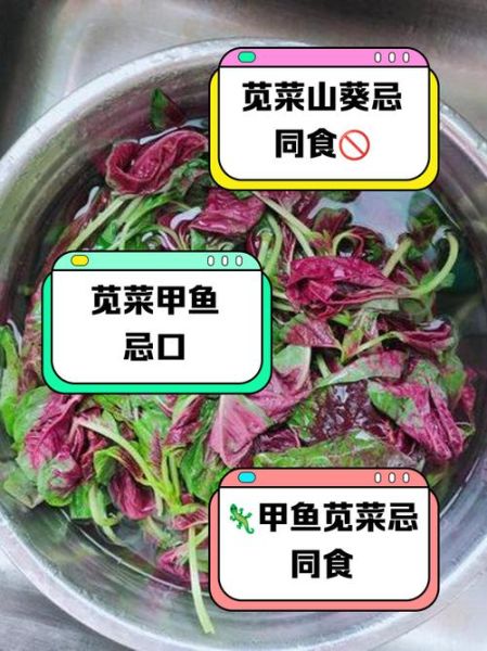 苋菜不能和什么一起吃_哪些人不能吃苋菜-第3张图片-山城妙识 苋菜不能和什么一起吃_哪些人不能吃苋菜-第3张图片-山城妙识