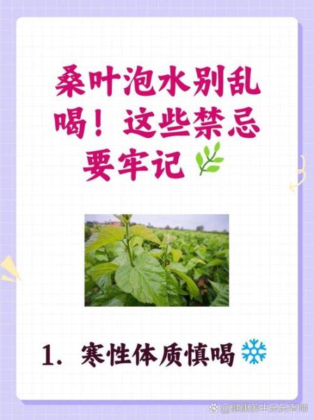 长期喝桑叶水的危害_桑叶水副作用有哪些-第3张图片-山城妙识 长期喝桑叶水的危害_桑叶水副作用有哪些-第3张图片-山城妙识