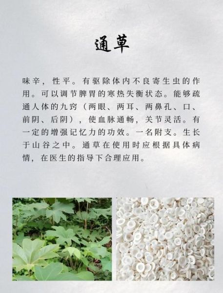 通草的功效与作用及禁忌_通草下奶多久见效-第1张图片-山城妙识 通草的功效与作用及禁忌_通草下奶多久见效-第1张图片-山城妙识