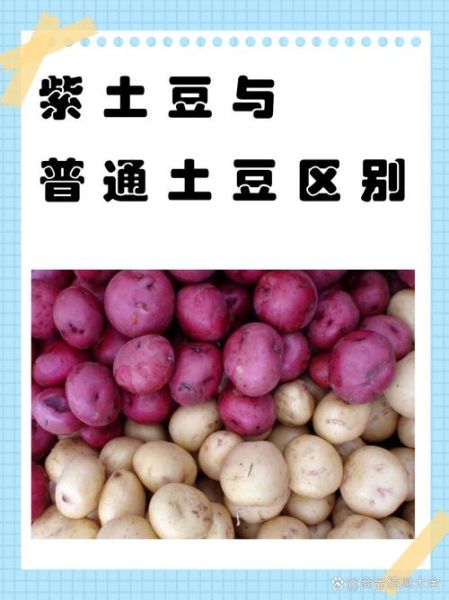 红土豆和普通土豆区别_红土豆营养价值高吗-第2张图片-山城妙识