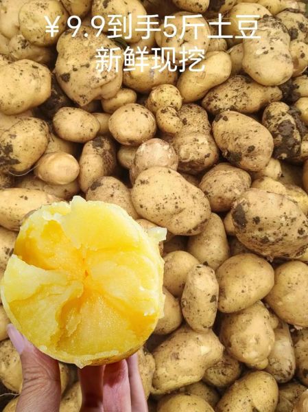 红土豆和普通土豆区别_红土豆营养价值高吗-第3张图片-山城妙识