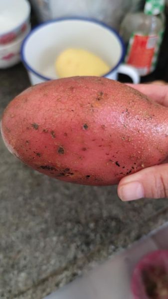 红土豆和普通土豆区别_红土豆营养价值高吗-第1张图片-山城妙识