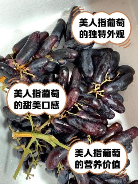 美人指葡萄为什么被淘汰_美人指葡萄缺点-第1张图片-山城妙识 美人指葡萄为什么被淘汰_美人指葡萄缺点-第1张图片-山城妙识