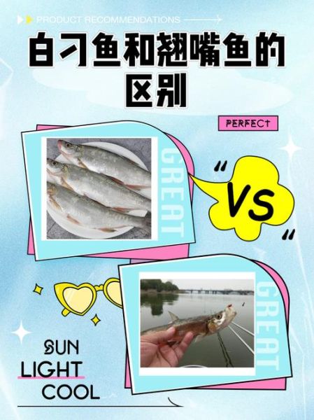 白条鱼和翘嘴鱼的区别_怎么区分白条和翘嘴-第1张图片-山城妙识 白条鱼和翘嘴鱼的区别_怎么区分白条和翘嘴-第1张图片-山城妙识