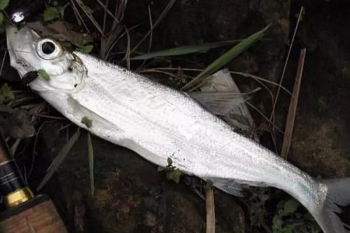 白条鱼和翘嘴鱼的区别_怎么区分白条和翘嘴-第3张图片-山城妙识 白条鱼和翘嘴鱼的区别_怎么区分白条和翘嘴-第3张图片-山城妙识