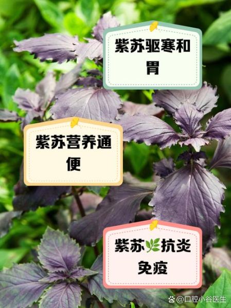 紫苏的功效与作用_紫苏怎么吃-第2张图片-山城妙识 紫苏的功效与作用_紫苏怎么吃-第2张图片-山城妙识