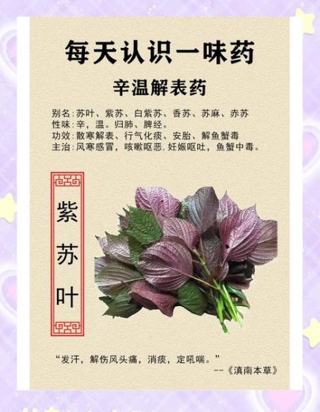 紫苏的功效与作用_紫苏怎么吃-第3张图片-山城妙识 紫苏的功效与作用_紫苏怎么吃-第3张图片-山城妙识