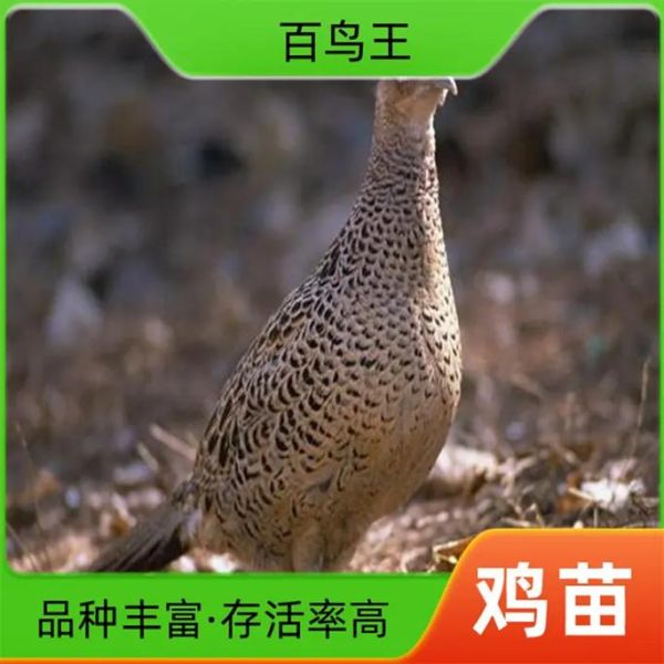 野山鸡养殖基地怎么选_野山鸡养殖基地多少钱一只-第1张图片-山城妙识 野山鸡养殖基地怎么选_野山鸡养殖基地多少钱一只-第1张图片-山城妙识