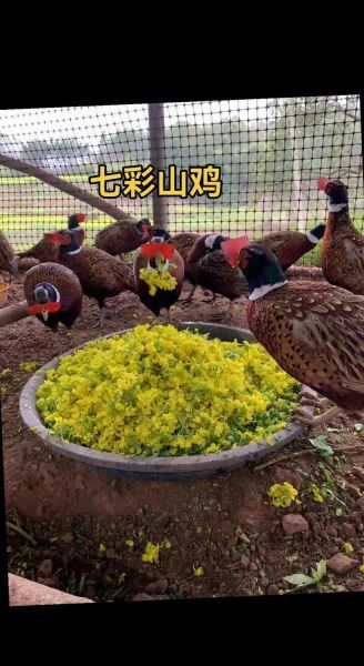 野山鸡养殖基地怎么选_野山鸡养殖基地多少钱一只-第3张图片-山城妙识 野山鸡养殖基地怎么选_野山鸡养殖基地多少钱一只-第3张图片-山城妙识