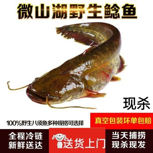 鲶鱼怎么杀_鲶鱼宰杀步骤-第2张图片-山城妙识 鲶鱼怎么杀_鲶鱼宰杀步骤-第2张图片-山城妙识