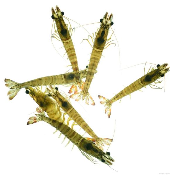 大虾图片大全大图_如何挑选高清无水印素材-第1张图片-山城妙识