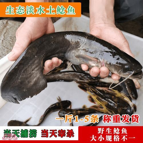 鲶鱼怎么杀_鲶鱼宰杀步骤-第1张图片-山城妙识 鲶鱼怎么杀_鲶鱼宰杀步骤-第1张图片-山城妙识