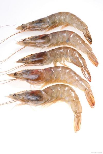 大虾图片大全大图_如何挑选高清无水印素材-第3张图片-山城妙识