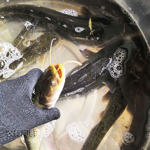 鲶鱼怎么杀_鲶鱼宰杀步骤-第3张图片-山城妙识 鲶鱼怎么杀_鲶鱼宰杀步骤-第3张图片-山城妙识