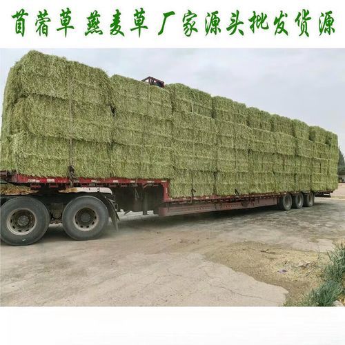 苜蓿草可以喂哪些动物_苜蓿草怎么喂效果最好-第2张图片-山城妙识 苜蓿草可以喂哪些动物_苜蓿草怎么喂效果最好-第2张图片-山城妙识