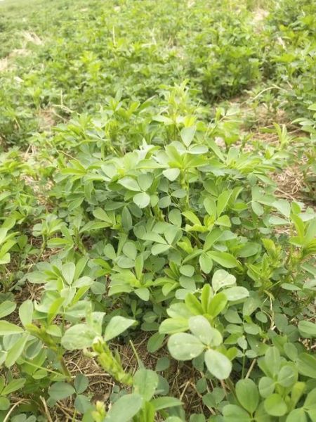 苜蓿草可以喂哪些动物_苜蓿草怎么喂效果最好-第3张图片-山城妙识 苜蓿草可以喂哪些动物_苜蓿草怎么喂效果最好-第3张图片-山城妙识