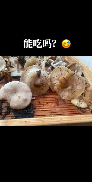 白色长杆小圆头的蘑菇叫什么_如何安全识别-第3张图片-山城妙识 白色长杆小圆头的蘑菇叫什么_如何安全识别-第3张图片-山城妙识