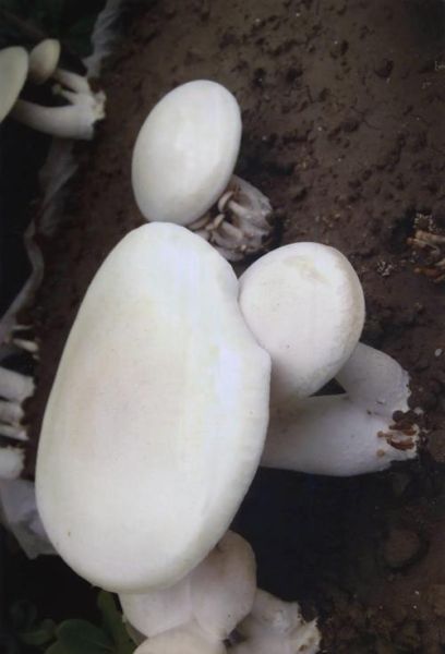 白色长杆小圆头的蘑菇叫什么_如何安全识别-第2张图片-山城妙识 白色长杆小圆头的蘑菇叫什么_如何安全识别-第2张图片-山城妙识