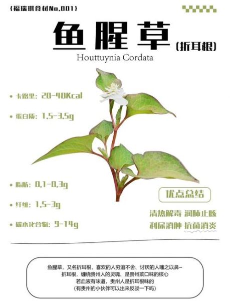 鱼腥草禁忌人群有哪些_哪些人不能吃鱼腥草-第3张图片-山城妙识 鱼腥草禁忌人群有哪些_哪些人不能吃鱼腥草-第3张图片-山城妙识