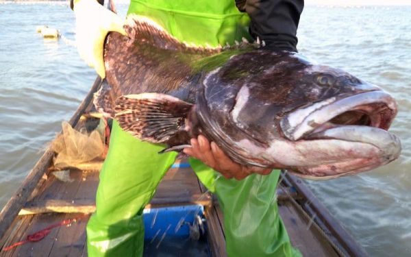 龙趸王是什么鱼_龙趸王多少钱一斤-第3张图片-山城妙识 龙趸王是什么鱼_龙趸王多少钱一斤-第3张图片-山城妙识