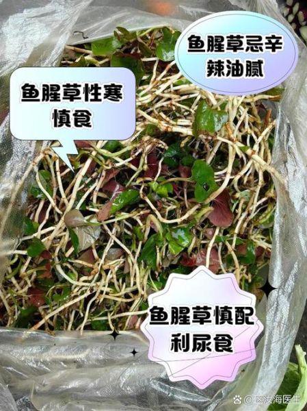 鱼腥草禁忌人群有哪些_哪些人不能吃鱼腥草-第2张图片-山城妙识 鱼腥草禁忌人群有哪些_哪些人不能吃鱼腥草-第2张图片-山城妙识
