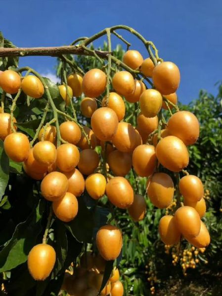 黄皮果图片大全大图_黄皮果长什么样-第2张图片-山城妙识 黄皮果图片大全大图_黄皮果长什么样-第2张图片-山城妙识