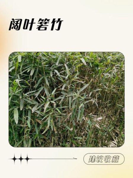 阔叶箬竹图片怎么识别_阔叶箬竹和箬竹区别-第1张图片-山城妙识 阔叶箬竹图片怎么识别_阔叶箬竹和箬竹区别-第1张图片-山城妙识