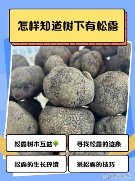 松露是怎么形成的_松露生长环境条件-第1张图片-山城妙识