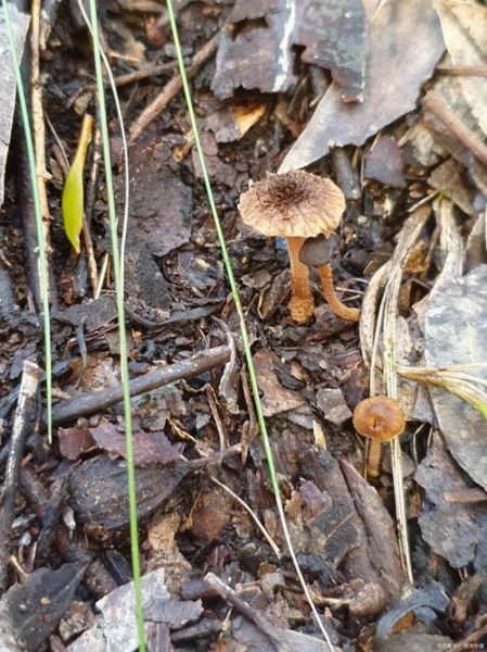 鸡枞菇图片长什么样_鸡枞菇怎么辨别真假-第1张图片-山城妙识 鸡枞菇图片长什么样_鸡枞菇怎么辨别真假-第1张图片-山城妙识