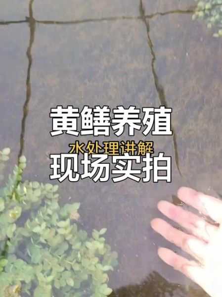 家养黄鳝怎么养_黄鳝养殖方法-第3张图片-山城妙识 家养黄鳝怎么养_黄鳝养殖方法-第3张图片-山城妙识