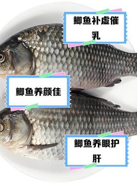 鲫鱼的功效与作用禁忌_什么人不能吃鲫鱼-第1张图片-山城妙识 鲫鱼的功效与作用禁忌_什么人不能吃鲫鱼-第1张图片-山城妙识