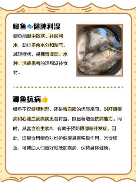 鲫鱼的功效与作用禁忌_什么人不能吃鲫鱼-第3张图片-山城妙识 鲫鱼的功效与作用禁忌_什么人不能吃鲫鱼-第3张图片-山城妙识