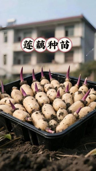 莲藕怎么种植简单方法_藕种苗挑选技巧-第3张图片-山城妙识 莲藕怎么种植简单方法_藕种苗挑选技巧-第3张图片-山城妙识