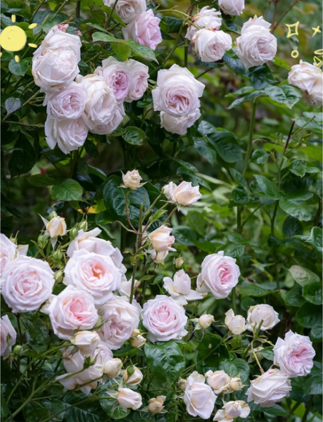 茴香酒夫人月季怎么养_茴香酒夫人月季花期多长-第1张图片-山城妙识