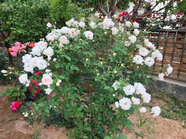 茴香酒夫人月季怎么养_茴香酒夫人月季花期多长-第2张图片-山城妙识
